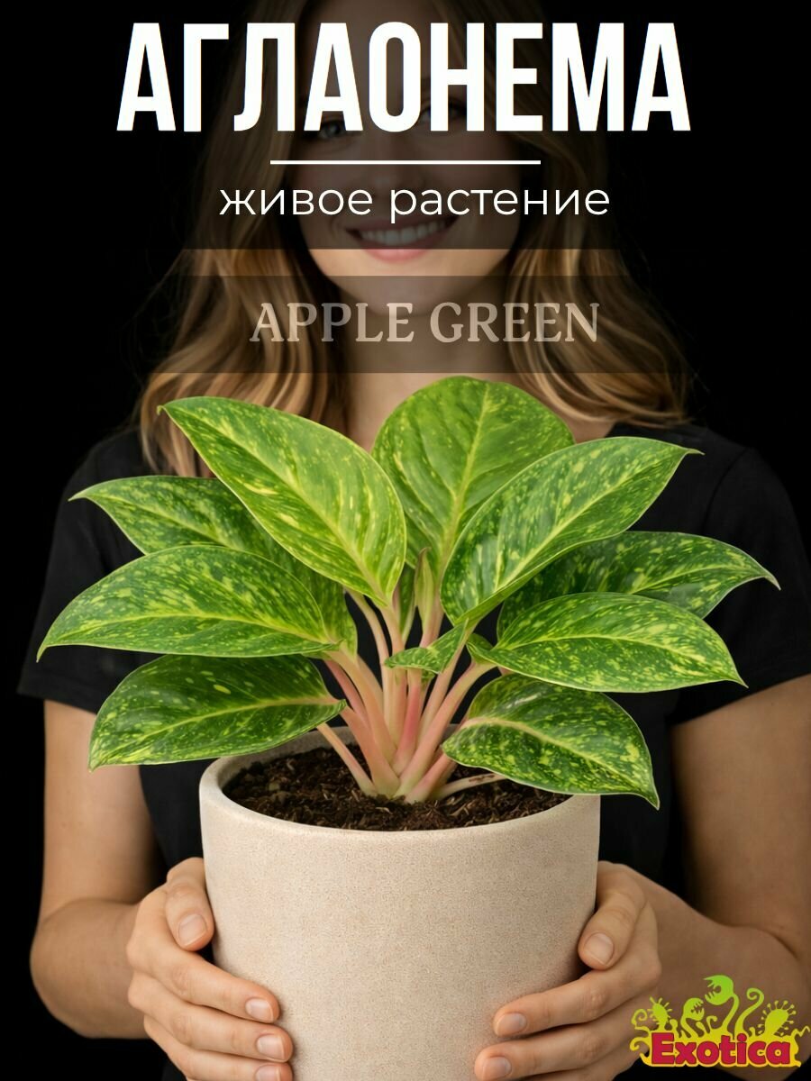 Аглаонема Эпл Грин (Aglaonema Apple Green) D12см, живое растение