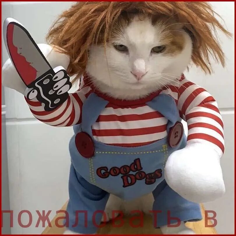 Смешная одежда для собак и кошек