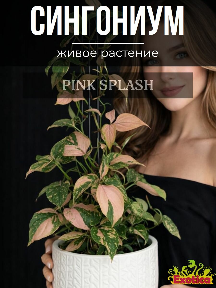 Сингониум Пинк Сплеш (Syngonium Pink Splash) D6см, комнатный цветок