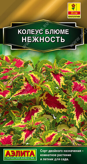Семена колеуса аэлита "Нежность", декоративно-лиственный, 5 шт