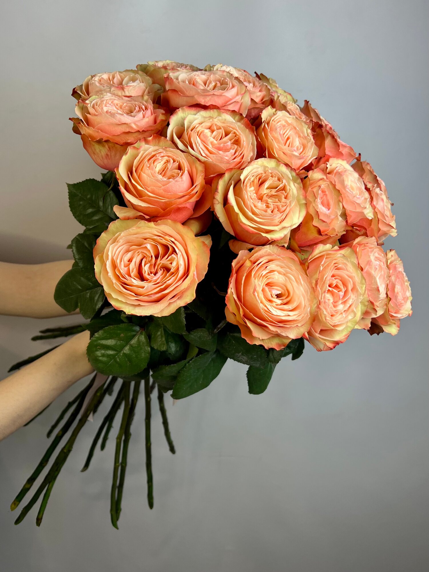 Яркий и романтичный монобукет из 25 пионовидных роз сорта Кахала в персиковом оттенке