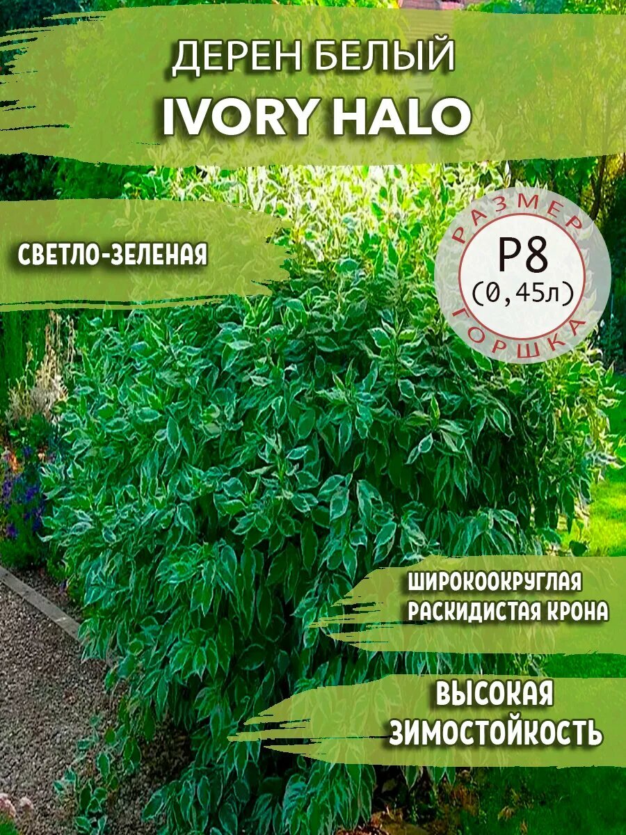 Дерен белый Садовые Растения Ivory Halo, многолетний, высота 150 см