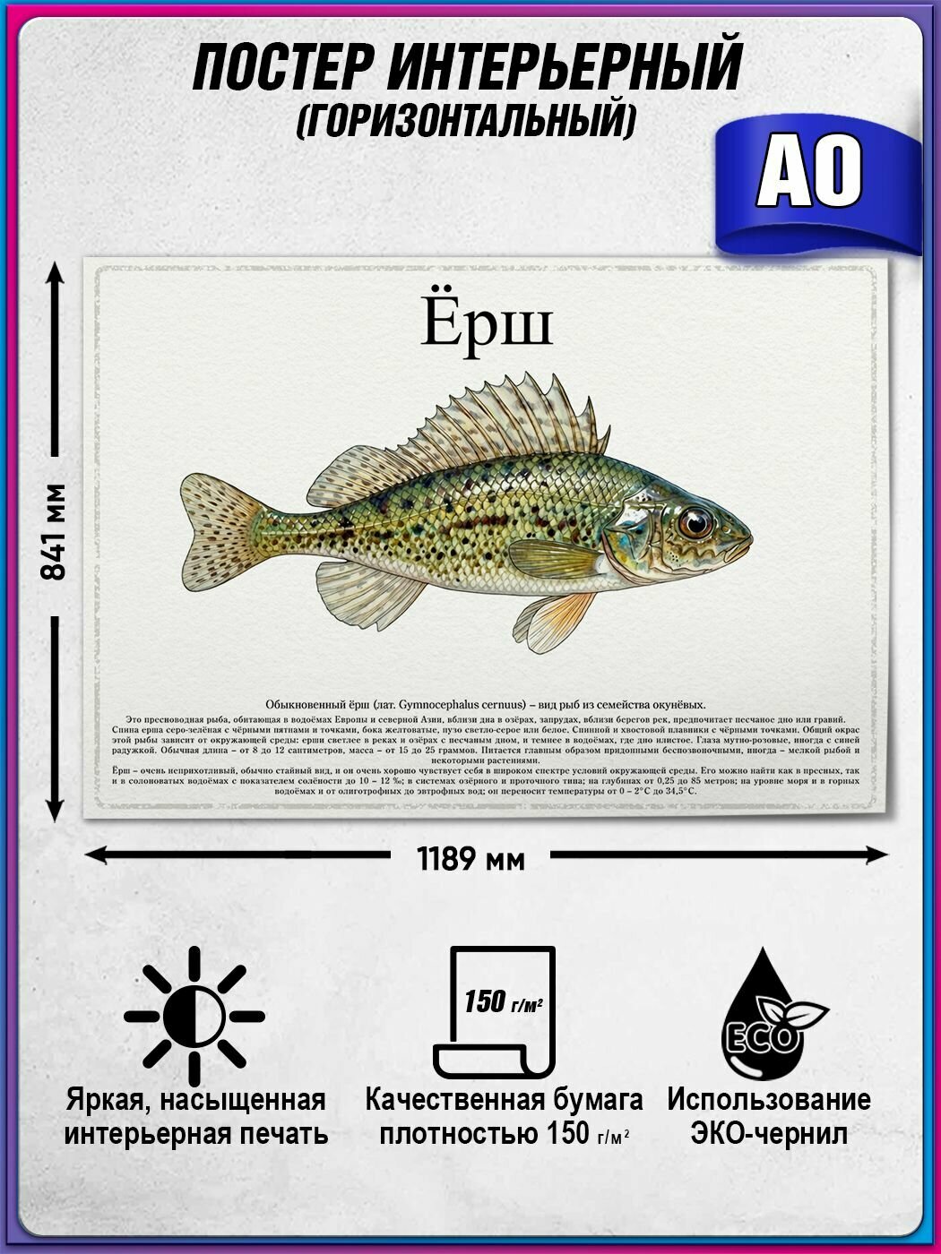 Постер интерьерный "Ёрш", плакат, подарок на День рыбака / А-0 (119x84 см.)