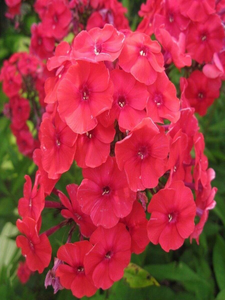 Флокс метельчатый "Ред" Holland Bulb Market, многолетник, высота растения 100 см