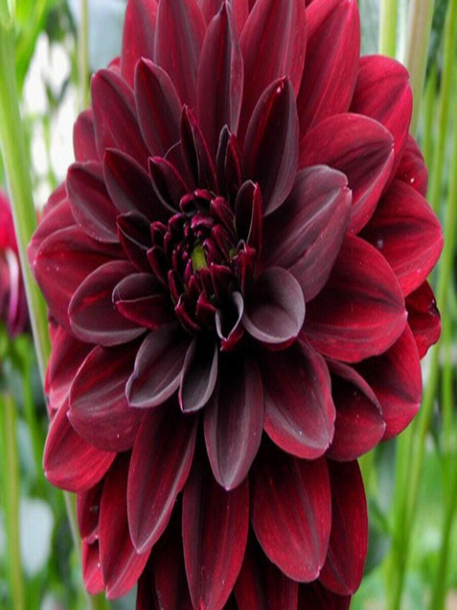 Георгина Holland Bulb Market Арабиан Найт, многолетняя, высота 45 см, цветы тёмно-бордовые 1 шт