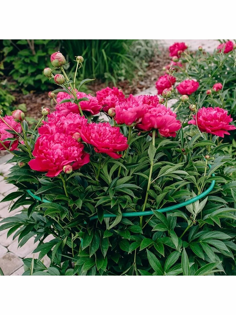 Комплект металлических кустодержателей, 2 шт.