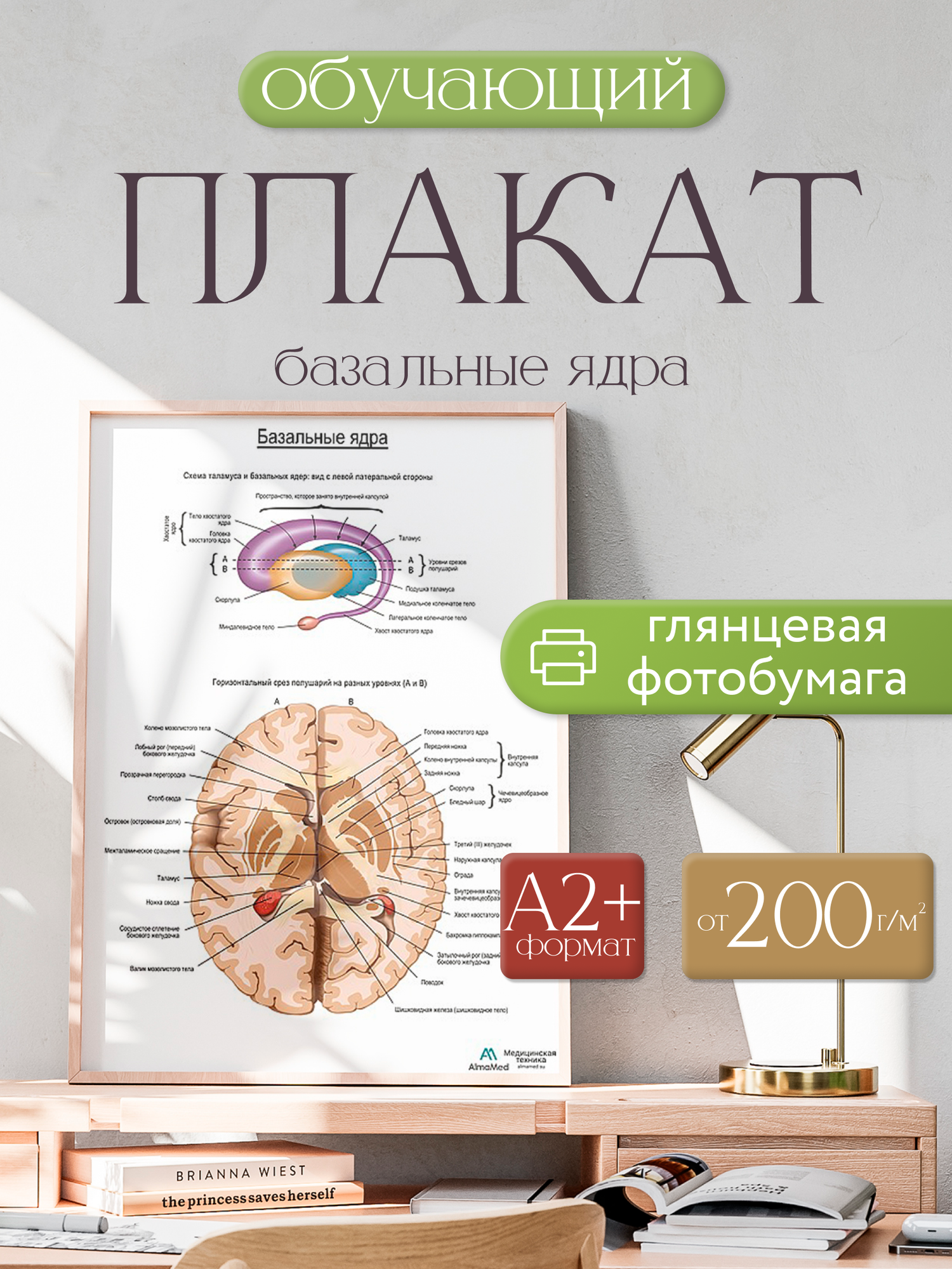 Обучающий плакат "Базальные ядра", размер А2+, глянцевая фотобумага от 200г/м2