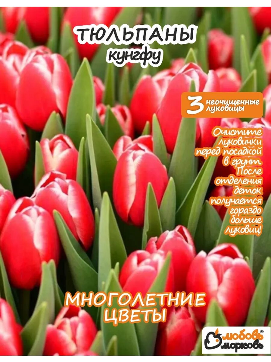 Тюльпан Луковица, Кунг Фу 3+ шт