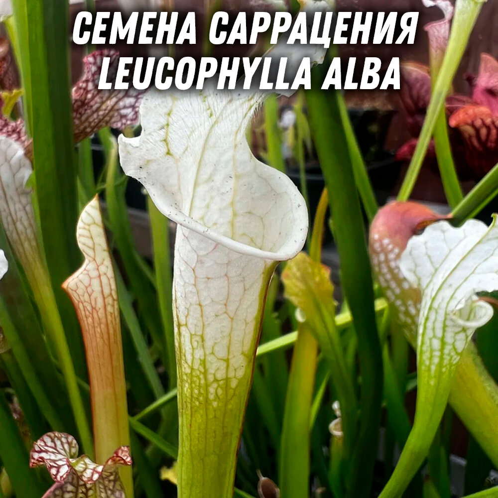Саррацения Leucophylla Alba семена 5 шт.