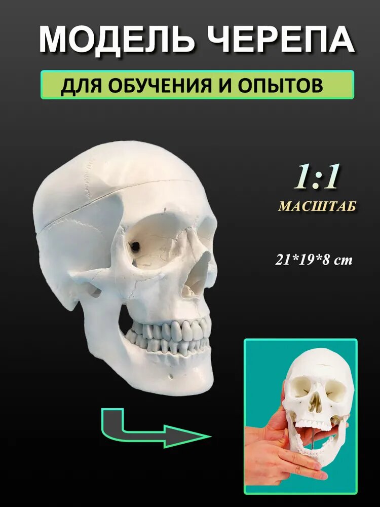 Модель черепа из ПВХ для образовательных целей