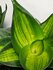 Сансевиерия Ханни Грин Мулд Медиопикта Sansevieria Green mould mediopicta