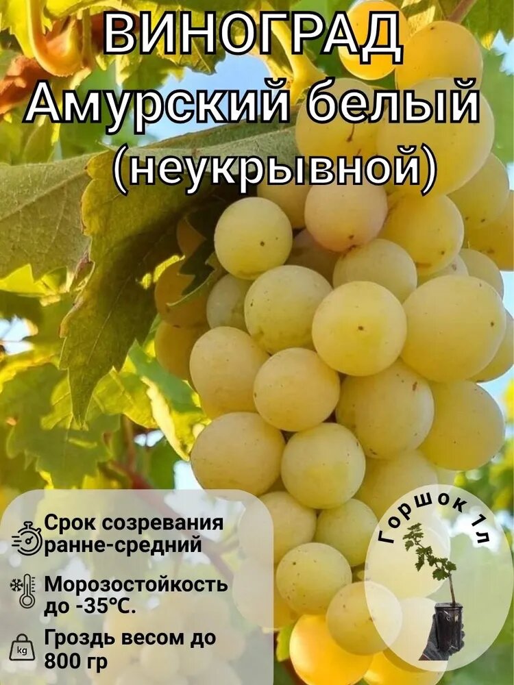 Виноград Амурский белый