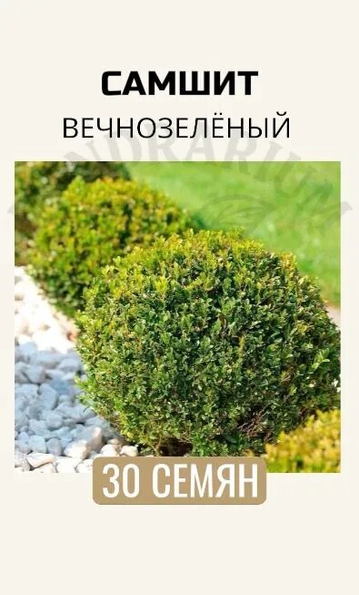 Семена Самшит 30шт/Вечнозеленый/Морозостойкий/идеально для сада и огорода