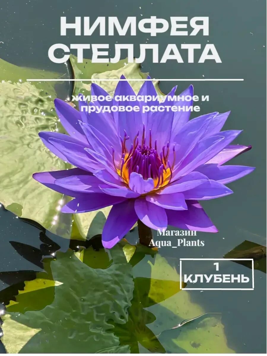 Нимфея стеллата (Звездный лотос) - 1 клубень. Живое прудовое и аквариумное растение