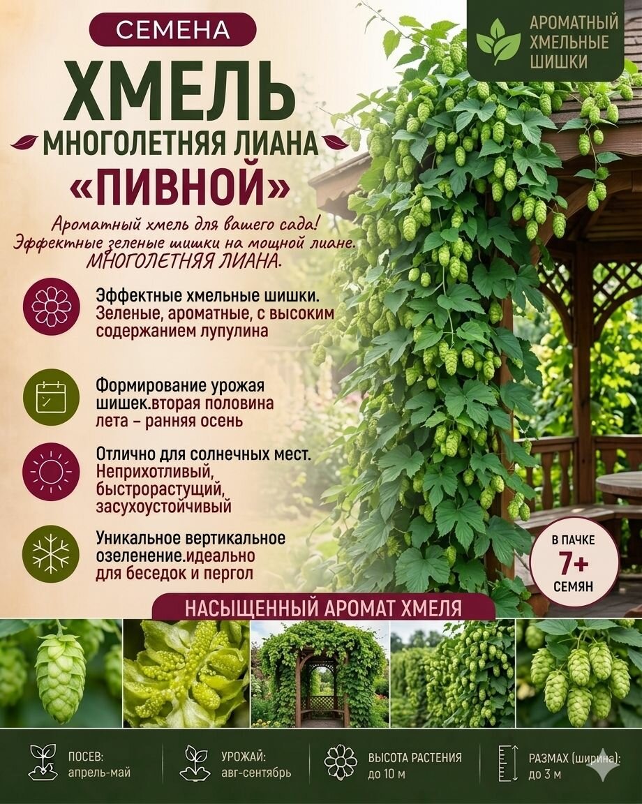Хмель Пивной настоящий, семена сбор 2025