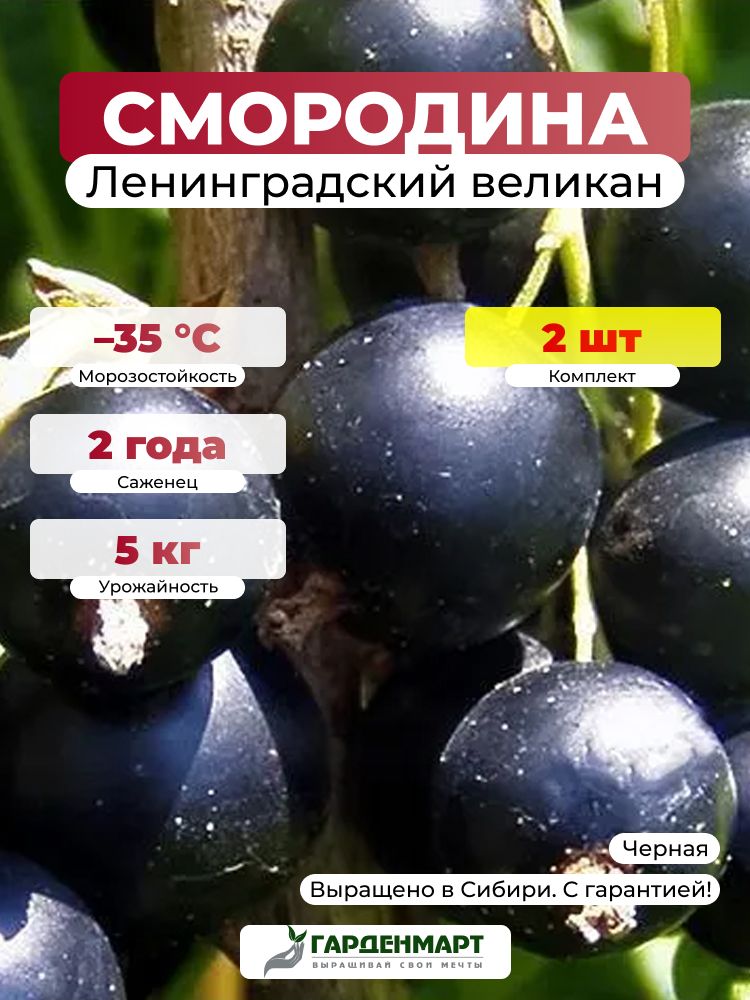 Саженец Смородина черная Ленинградский великан, комплект 2 шт.