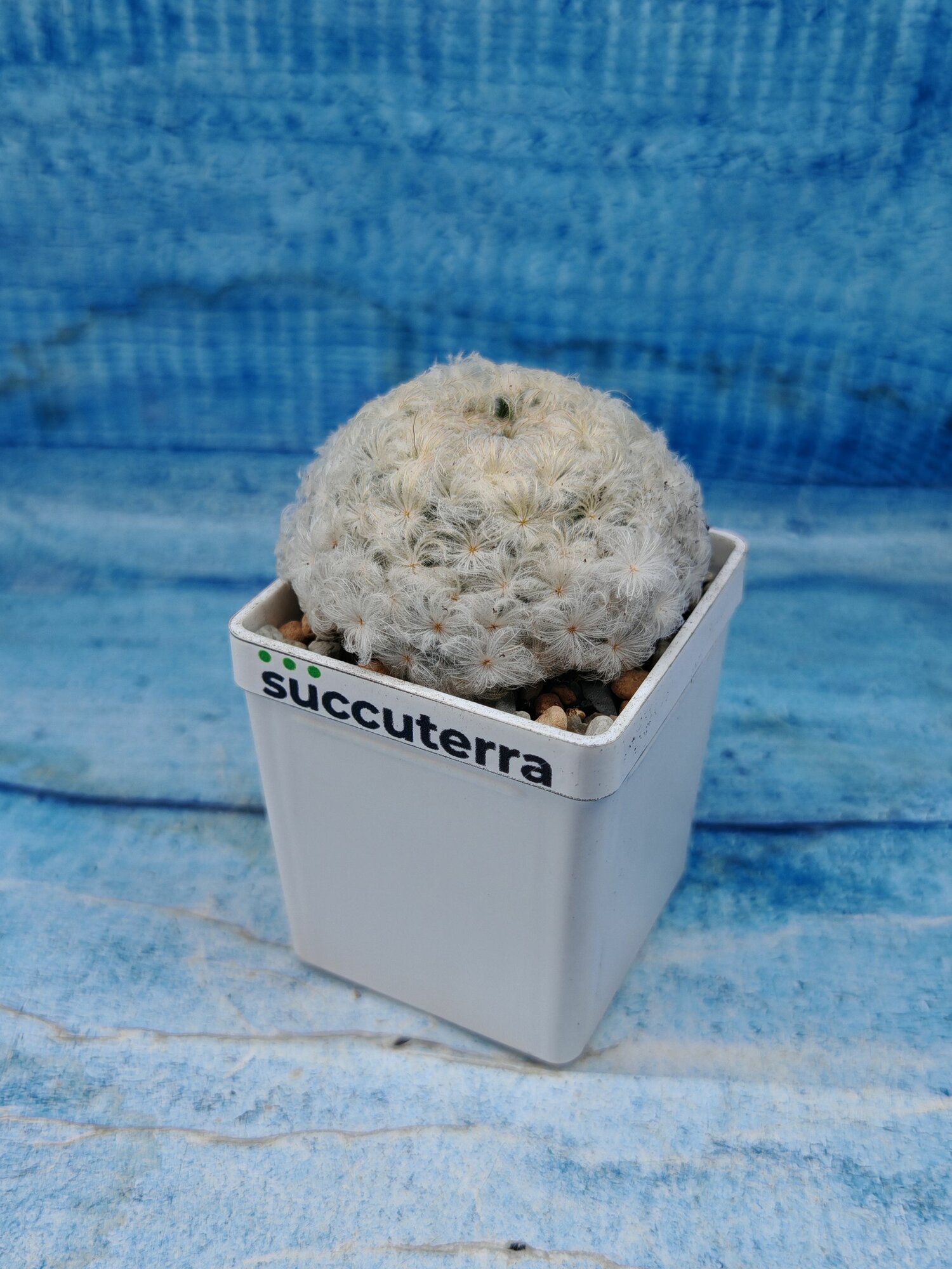 Кактус Mammillaria plumosa (Маммиллярия). Диаметр горшка 5 см. Субстрат Succuterra Classic и фирменный горшочек в комплекте.