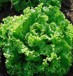 Семена салата Новогодний (листовой) 0,5 гр.