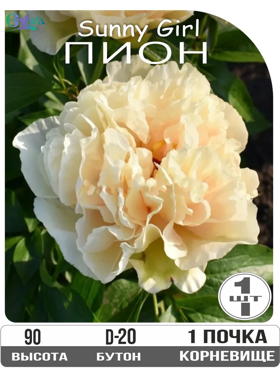 Пион Корневище, Санни Герл, 1 почка, многолетник, высота 90 см, желто-кремовый
