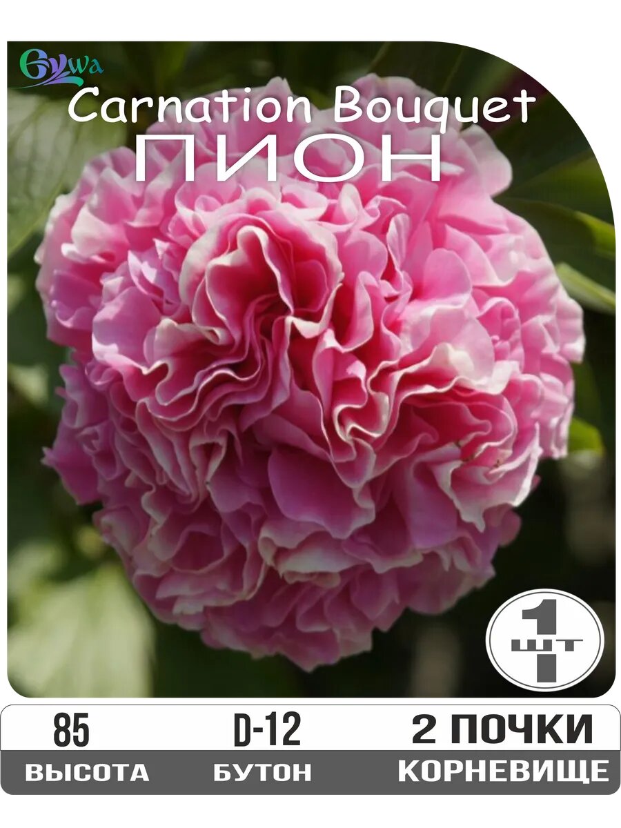 Пион Корневище, Карнейшн Букет, 2 почки, серия коллекционер, высота 85 см, розово-коралловый