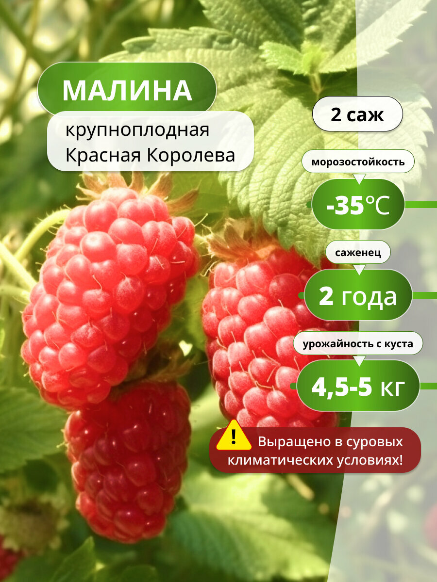 Малина крупноплодная Красная Королева 3 шт / морозостойкий сорт