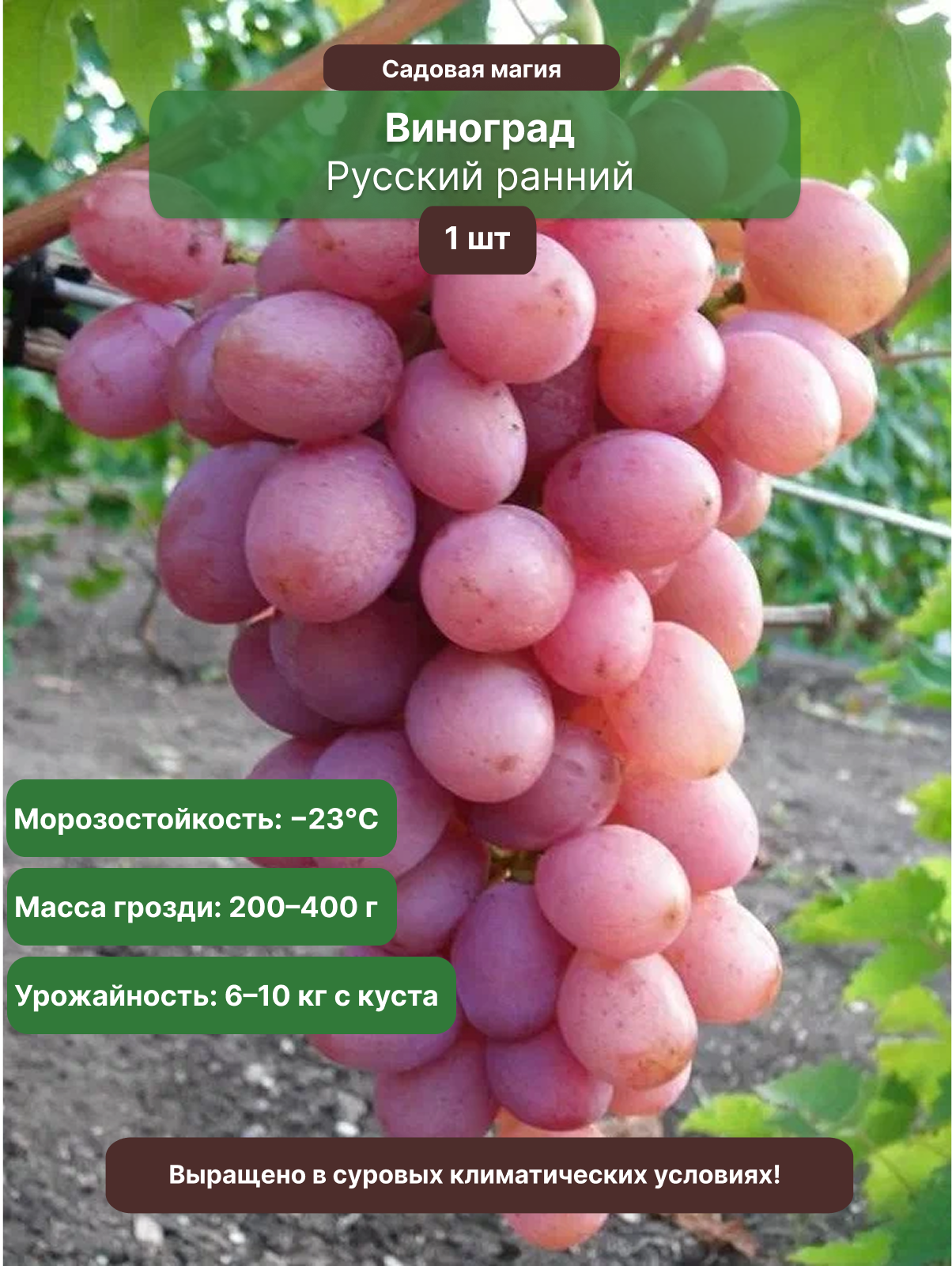 Виноград Русский ранний 1 шт / многолетний, морозостойкий сорт