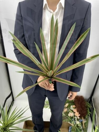 Листья драцены искусственные премиум для декора интерьера в кашпо фитостены 40 см с красным