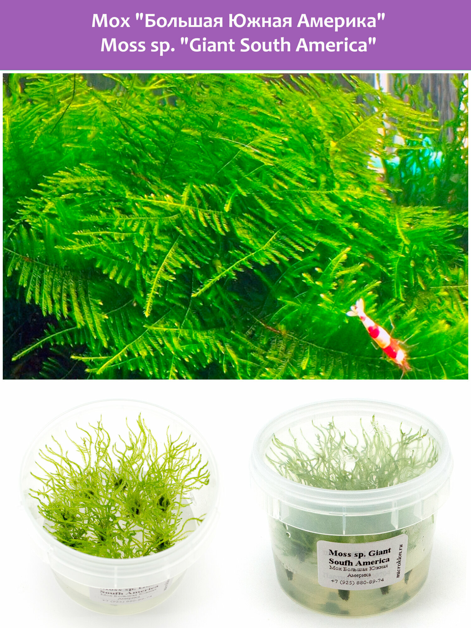 Микроклон Мох Большая Южная Америка растения для аквариума