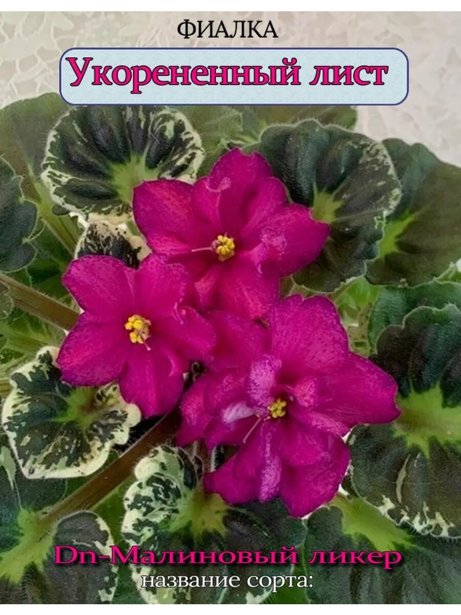 Фиалка живая в горшке комнатная сорт Dn-Малиновый ликер (укорененный лист) 1 штука