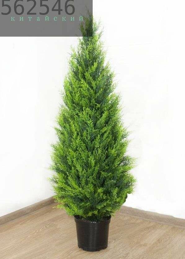 Туя 120 см.45346