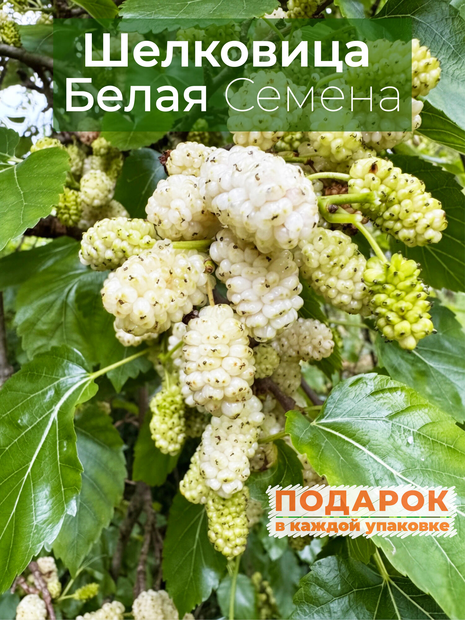 Шелковица белая Медовая, Семена, 20 шт, семена ягод, семена декоративных растений