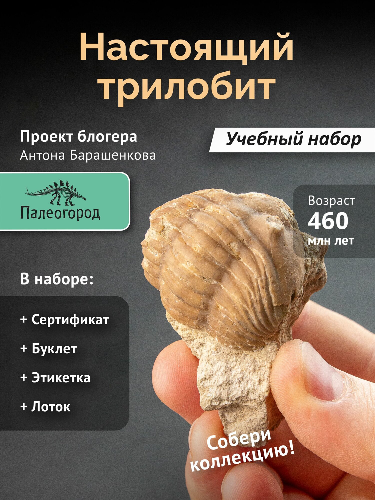 Набор палеонтолога (образец №541). Трилобит Asaphus lepidurus VF. Необычный подарок мальчику, девочке, подростку. Опыты и раскопки.