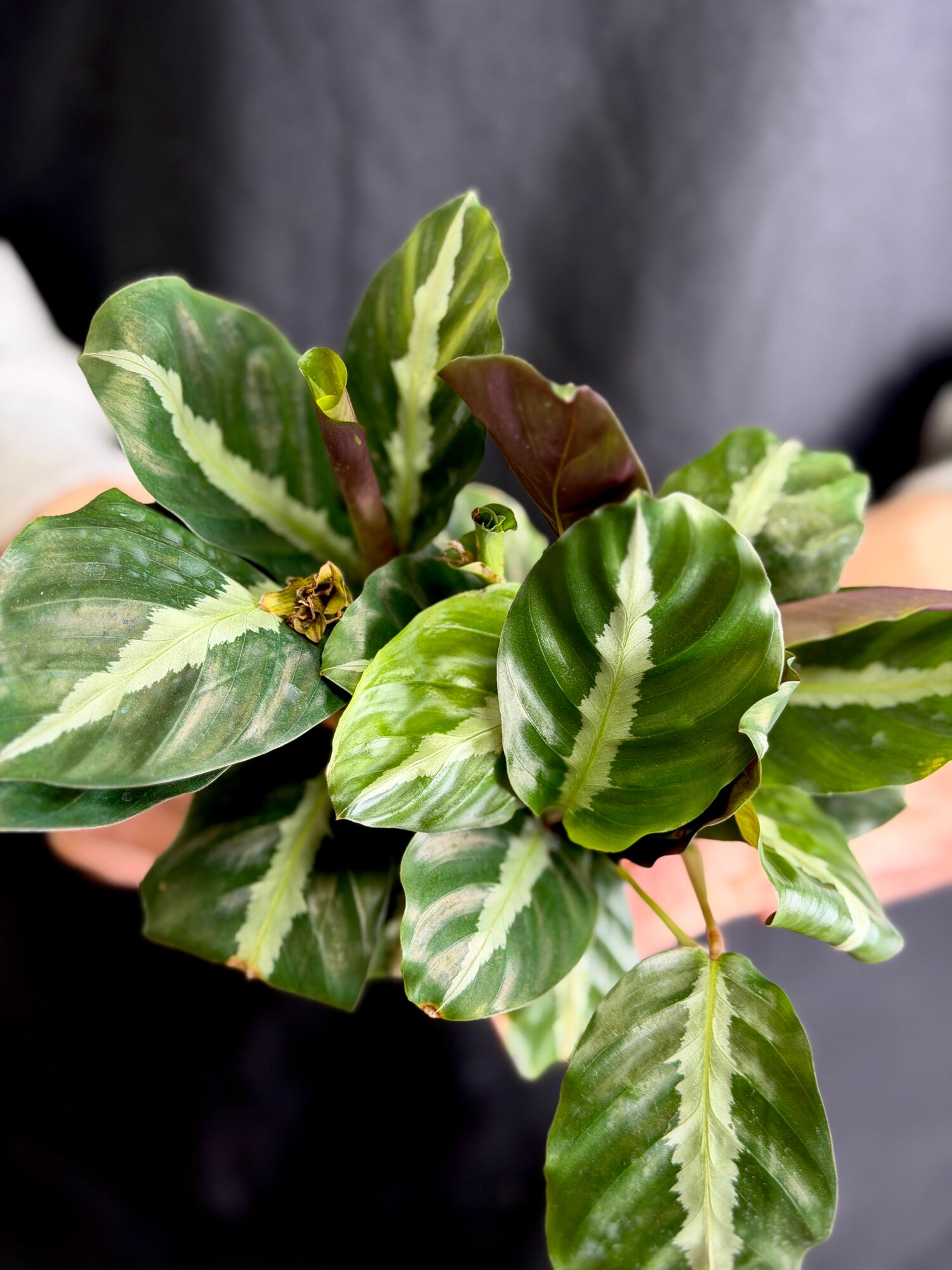 Калатея Ундулата (Calathea Undulata) D7см, растение в горшке