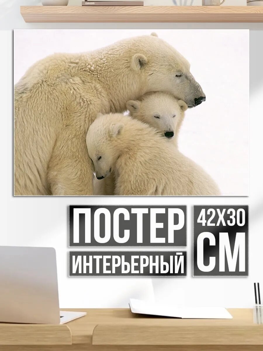 Плакат постер Белые медведи семья