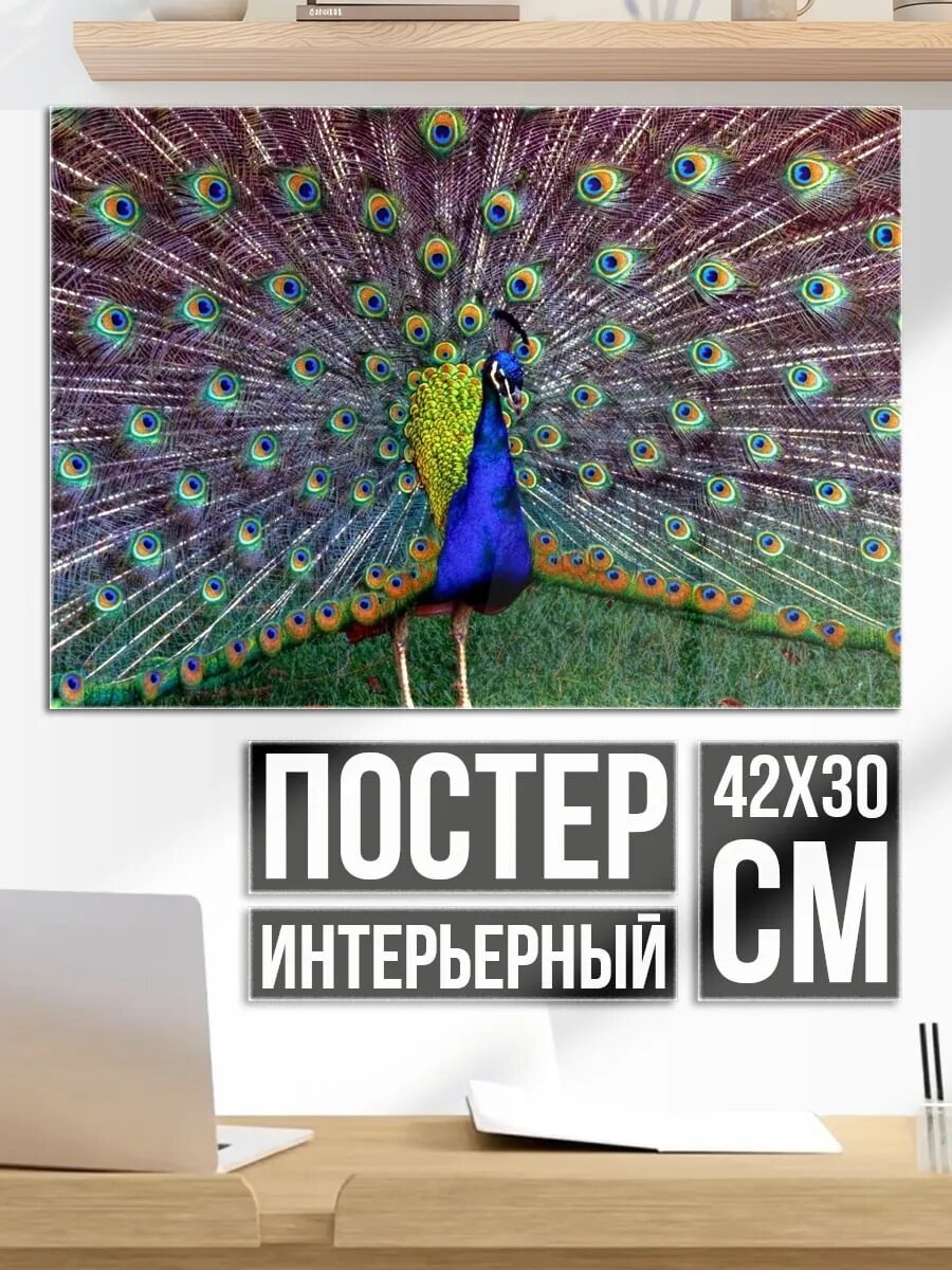Плакат постер Павлин распустил хвост