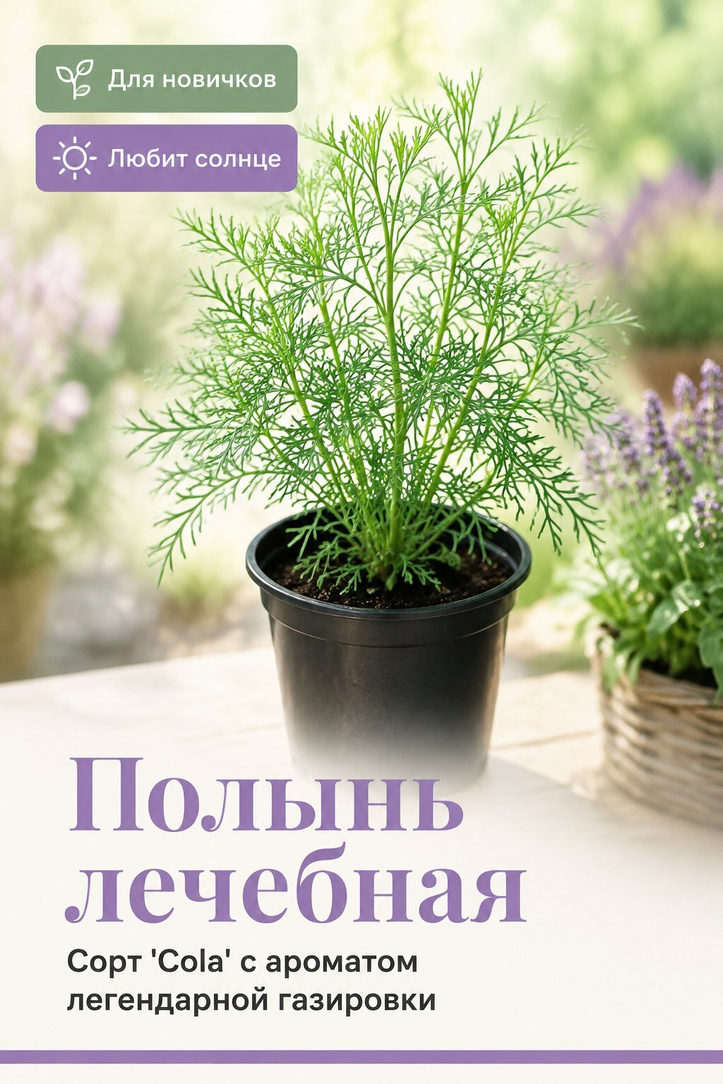 Растение Кока-Кола (Артемизия Абротанум), Саженец многолетний, Ароматный для сада