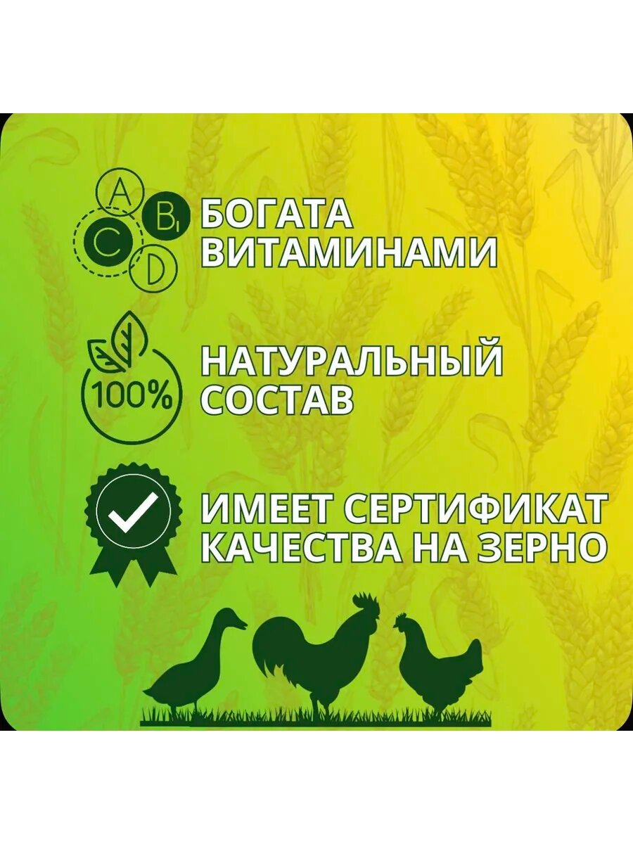 Пшеница 5кг — фото 1