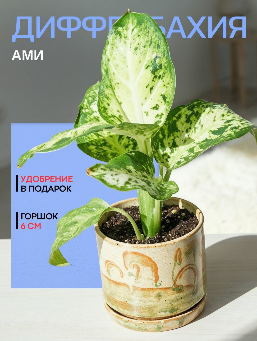 Диффенбахия "Ами", комнатный цветок, в горшке, живое растение, с удобрением