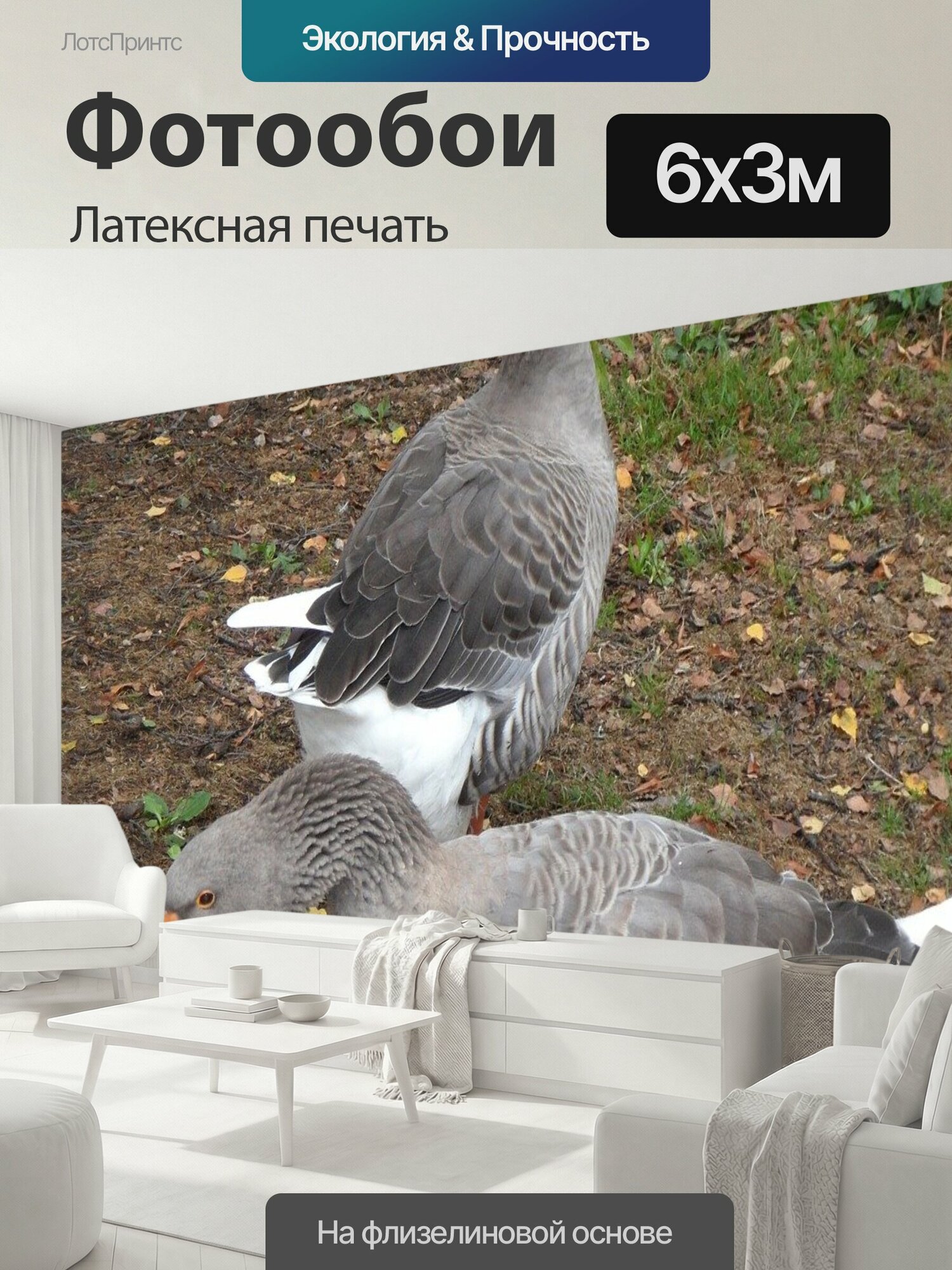 Фотообои моющиеся ударопрочные "Гуси, птицы, гусь" 600x300 см. латексная печать