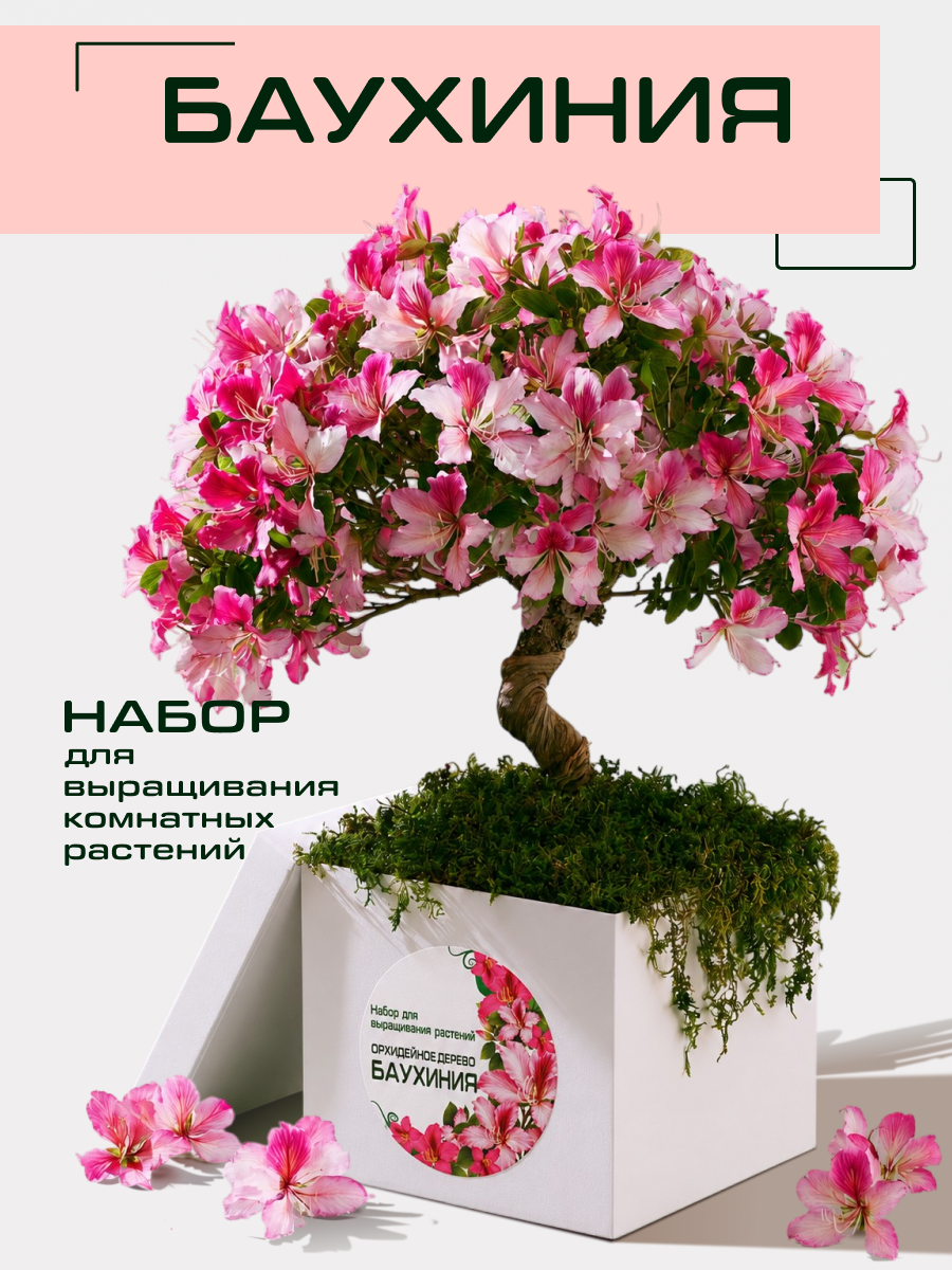 Набор для выращивания комнатных растений "Баухиния", вырасти бонсай дома
