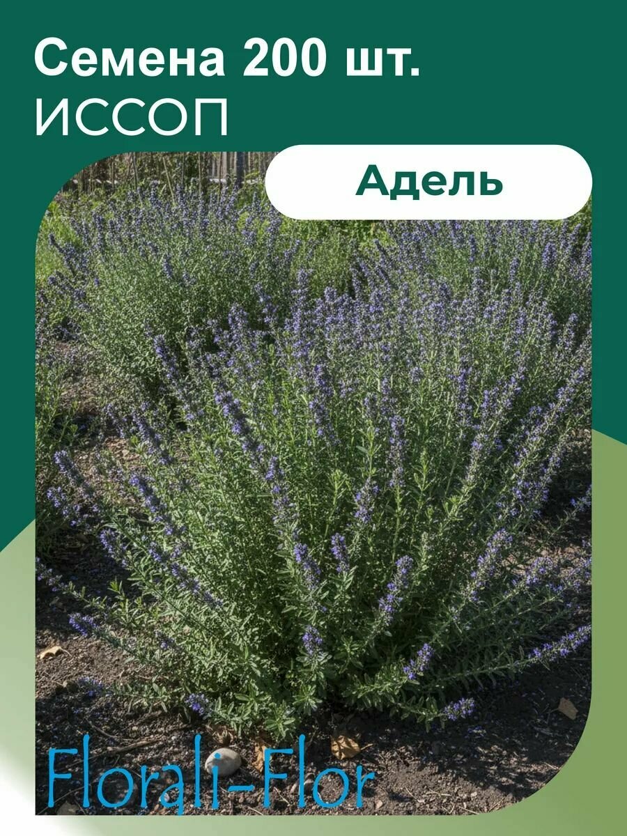 Иссоп Семена