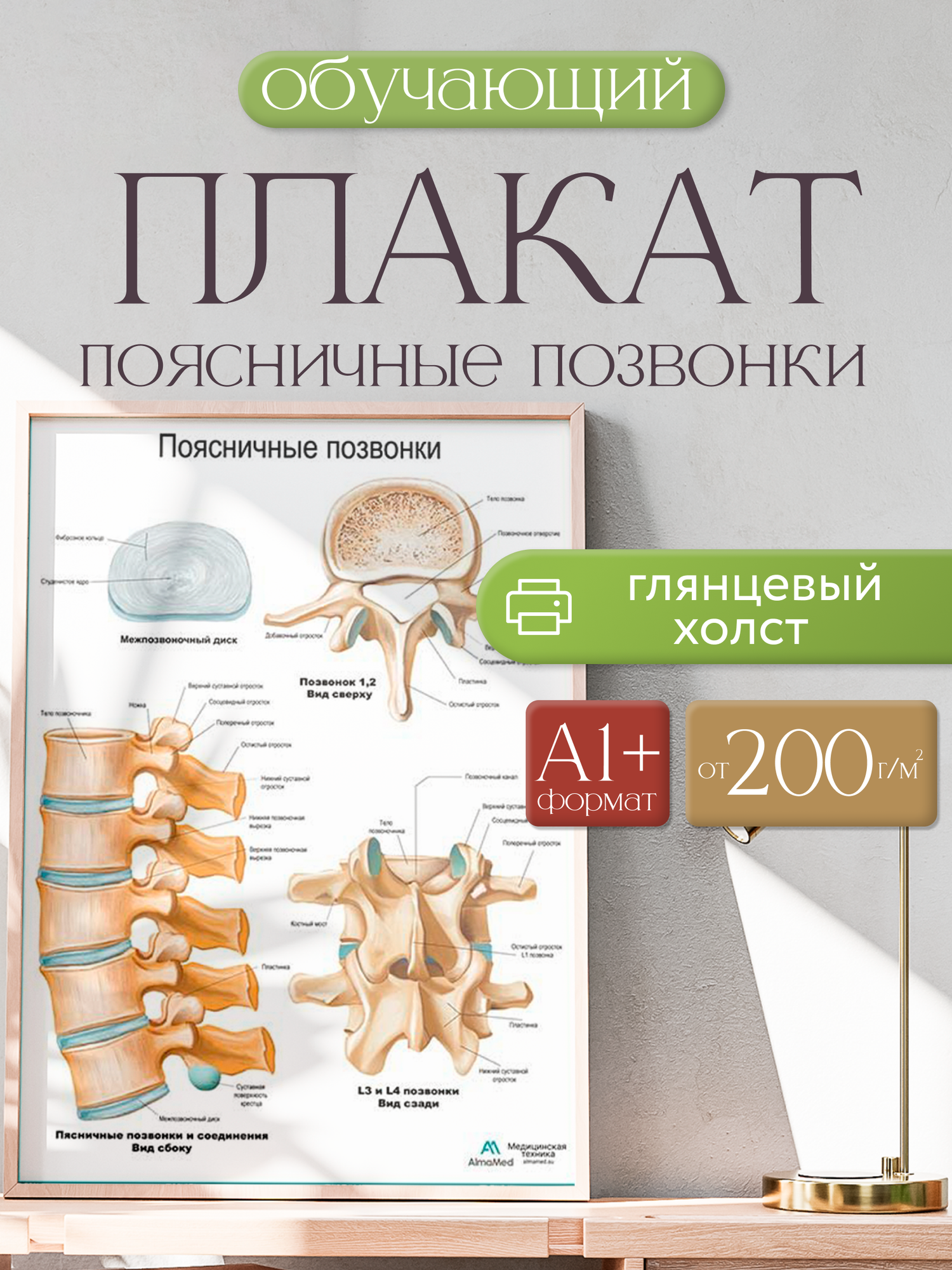 Обучающий плакат "Поясничные позвонки (анатомия человека)", размер А1+, глянцевый холст от 200г/м2