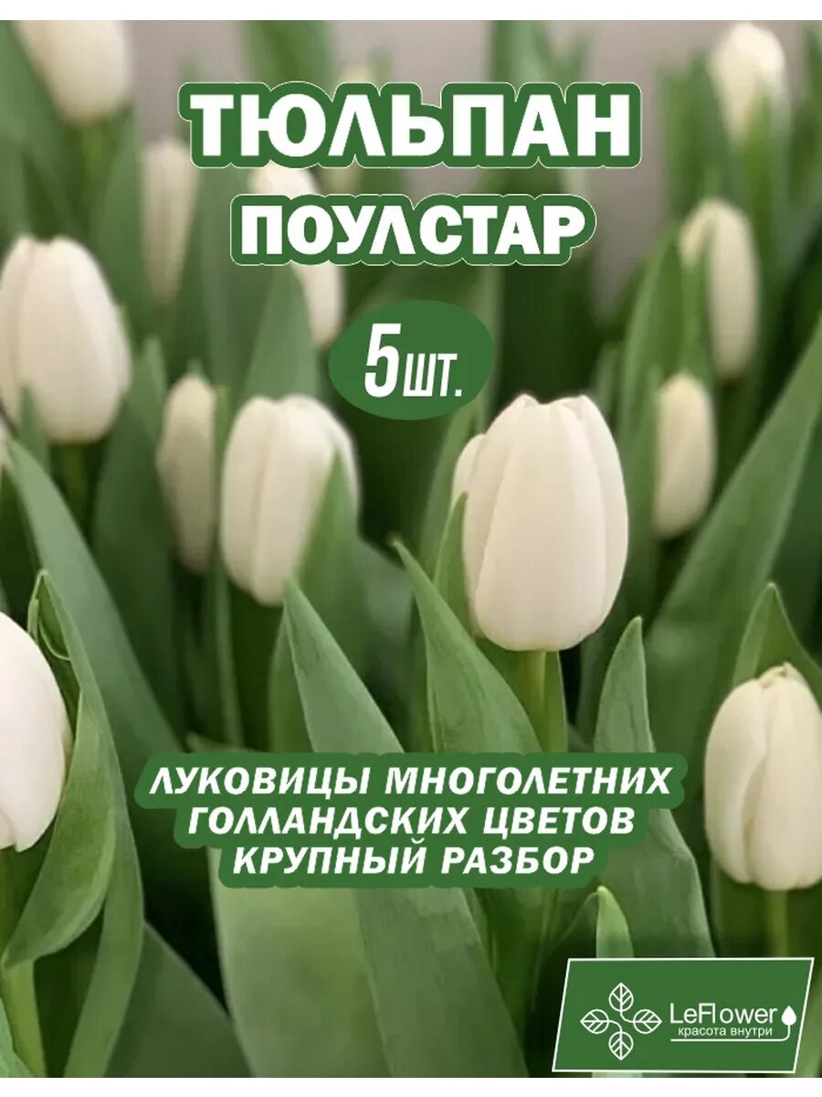 Тюльпан Луковица, Поул Стар, 5 шт крупные