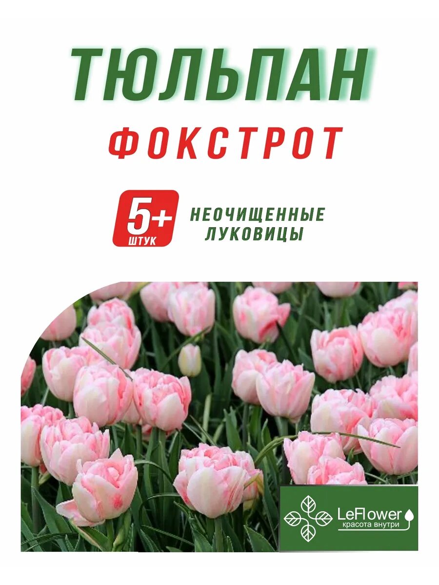 Тюльпан Луковица, Фокстрот, 5+ шт