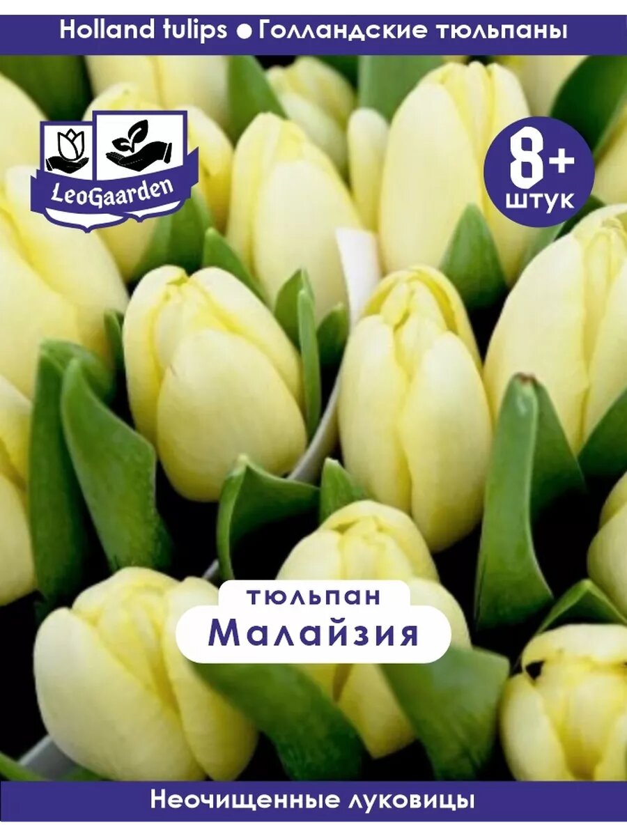 Тюльпан Луковица, Малайзия, 8+ шт