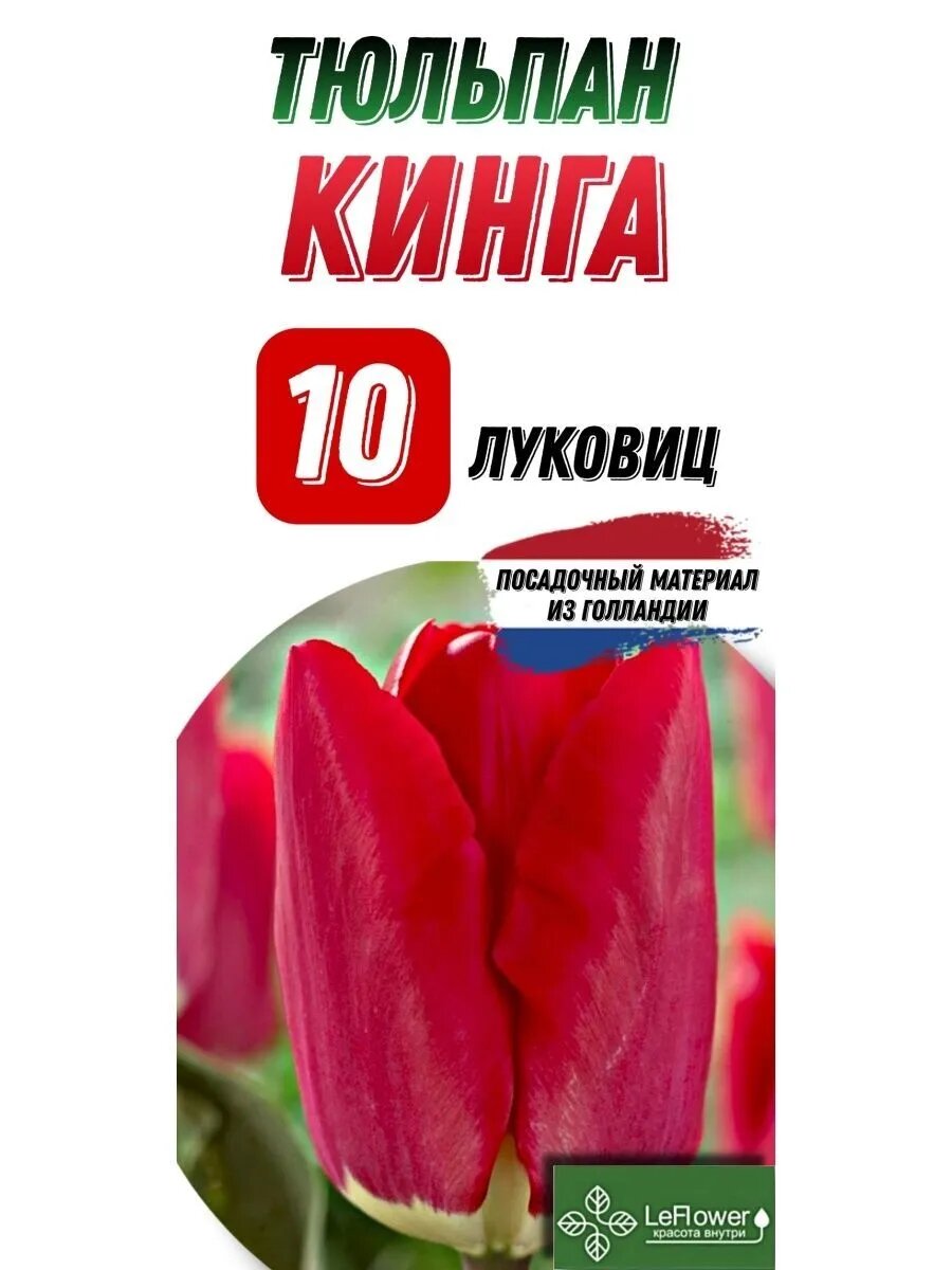 Тюльпан кинга10луковиц