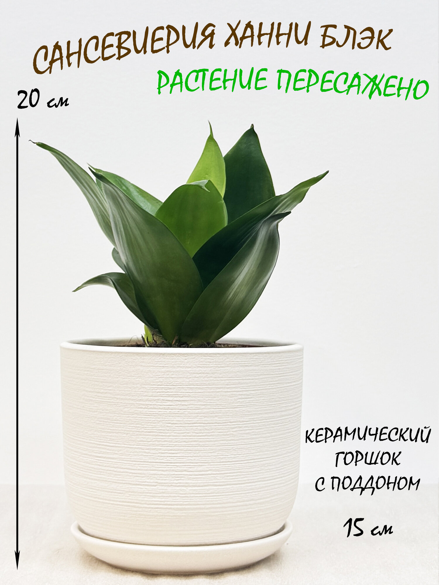 Сансевиерия Ханни Блэк в белом керамическом горшке с поддоном, высота 20-25см