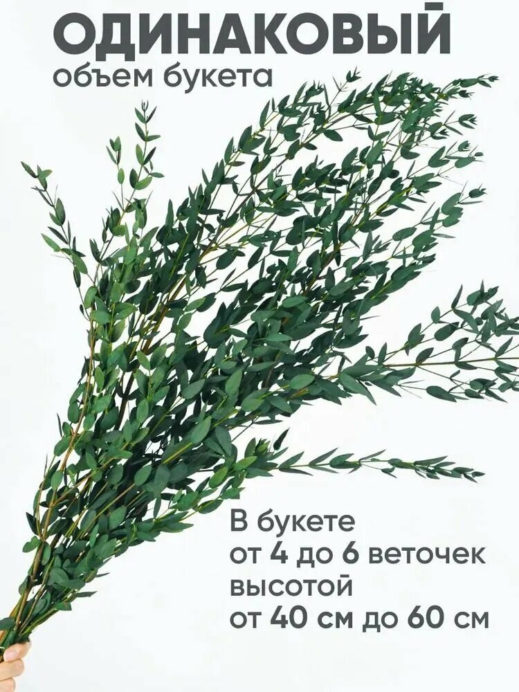 Сухоцветы Эвкалипт, 57 см, 270 гр, 1 шт