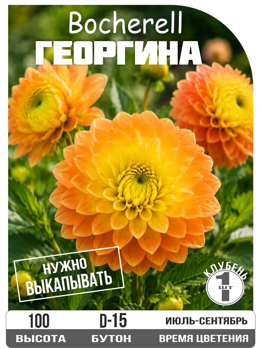 Георгины Бочерелл клубни многолетние 1 шт.