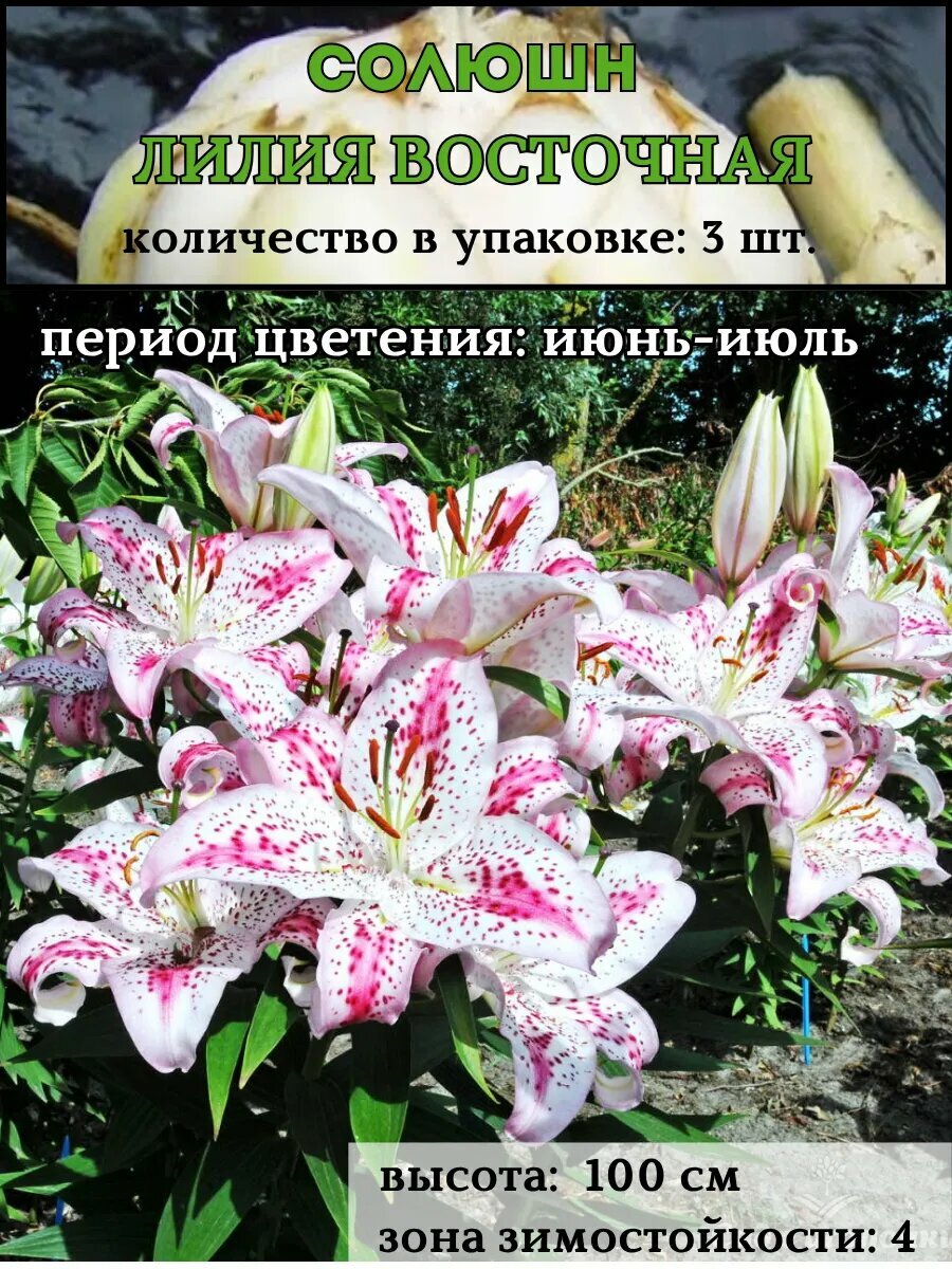 Лилия восточная, луковицы 3 штуки